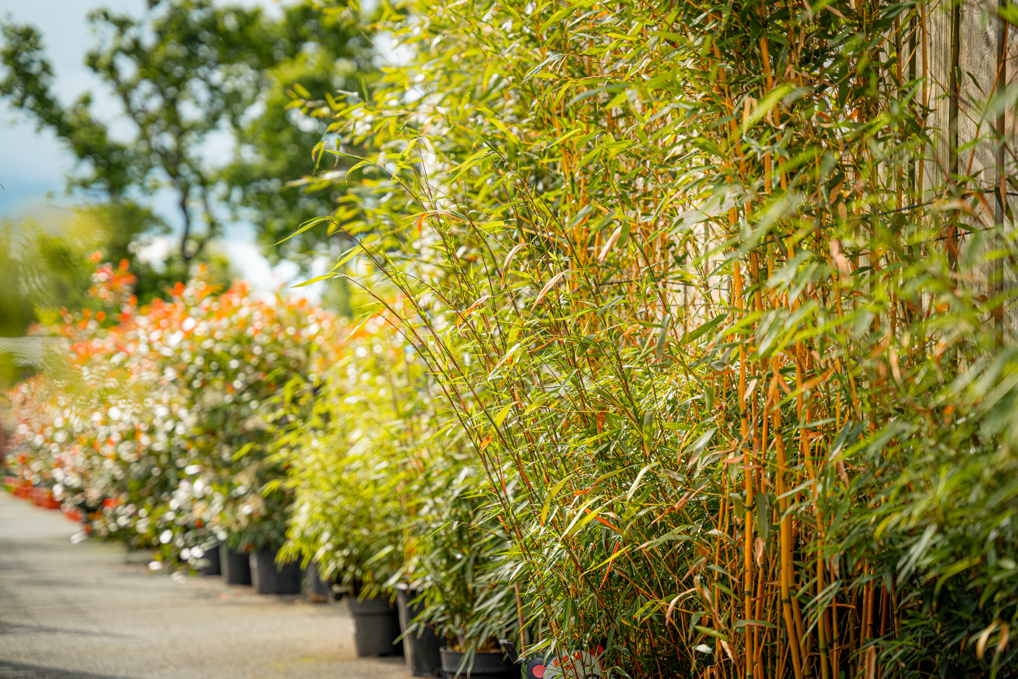 Trees For Your Garden | LovePlants | Tree Specialists