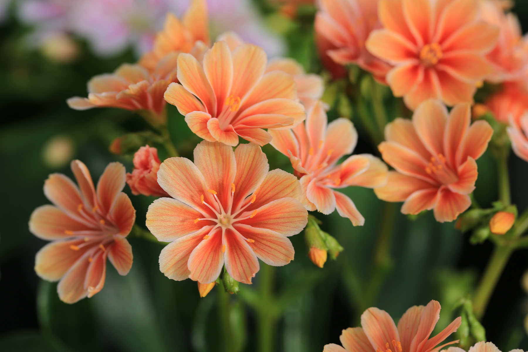 Herbaceous Perennials, Rockery & Alpine Plants | LovePlants