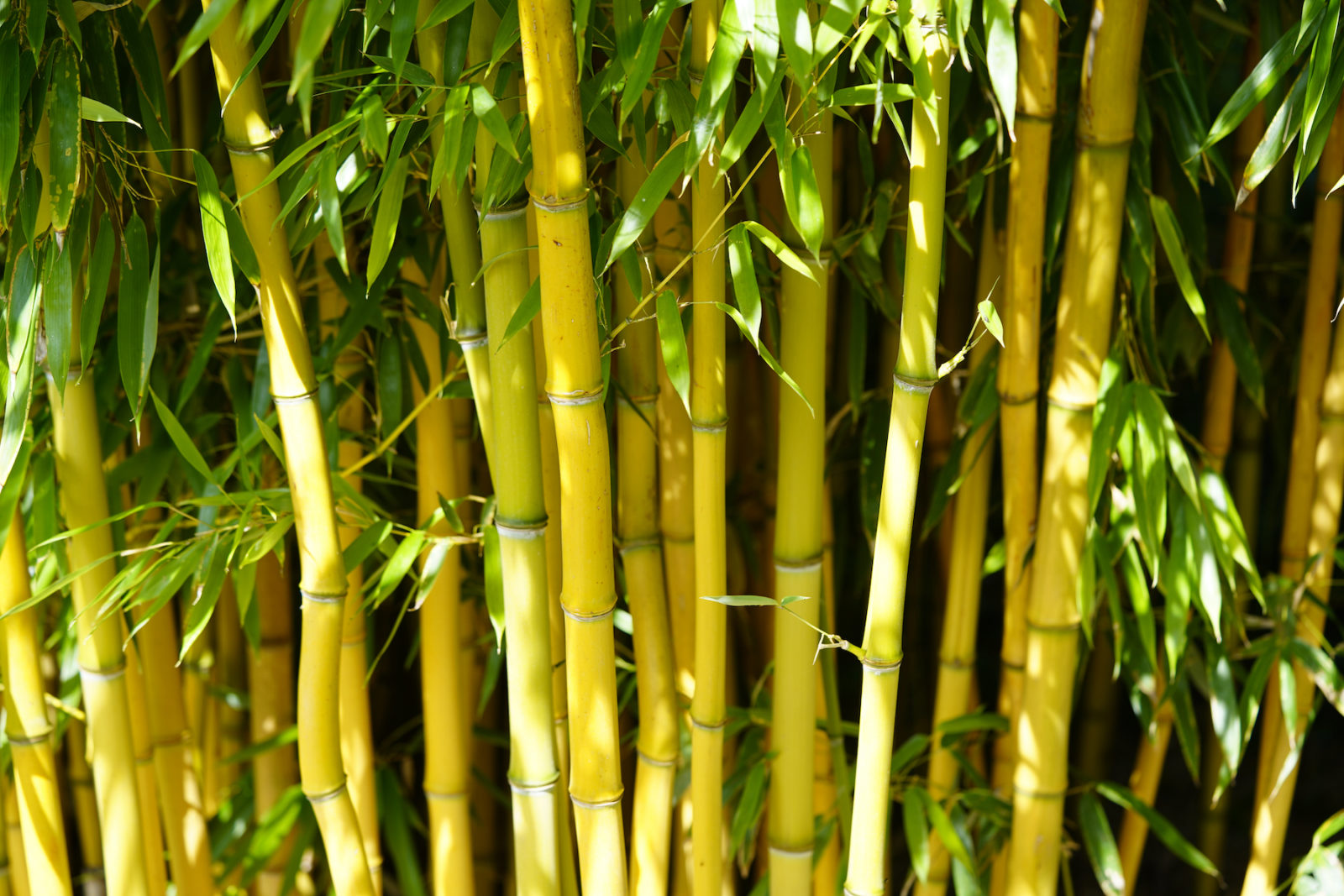 Guide to Growing Bamboo - LovePlants Guide to Growing Bamboo - LovePlants