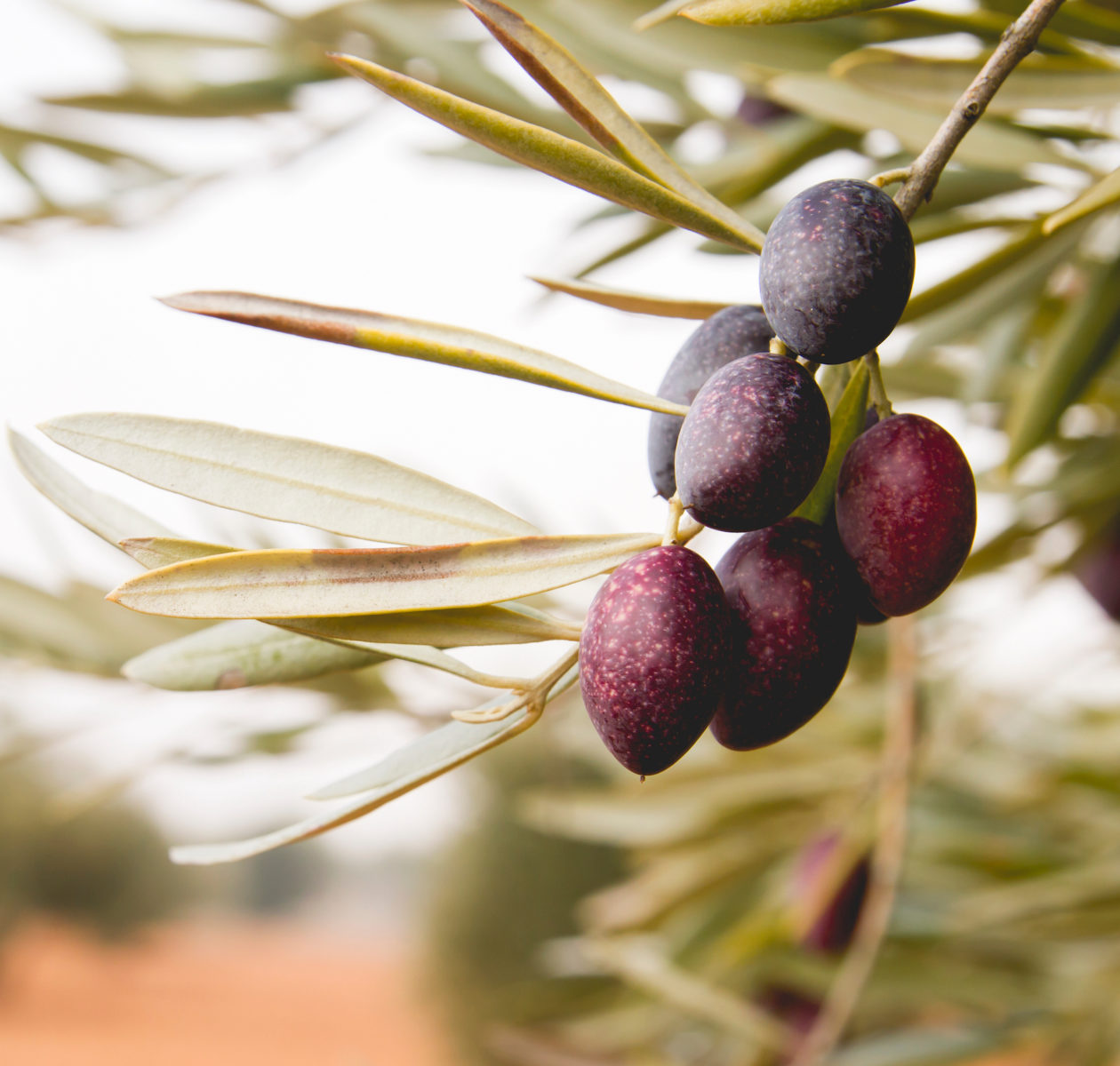 Guide to Growing Olives - LovePlants