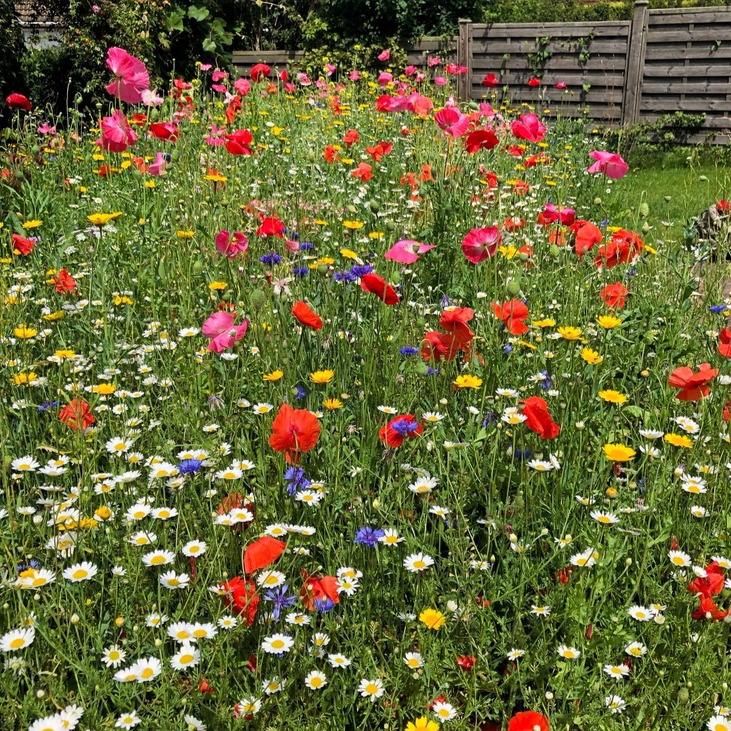 Wildflower Power - LovePlants