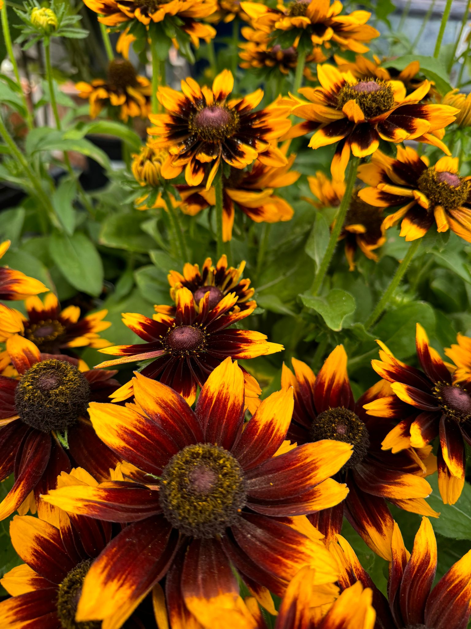 May Plant of the Month | Rudbeckie | LovePlants
