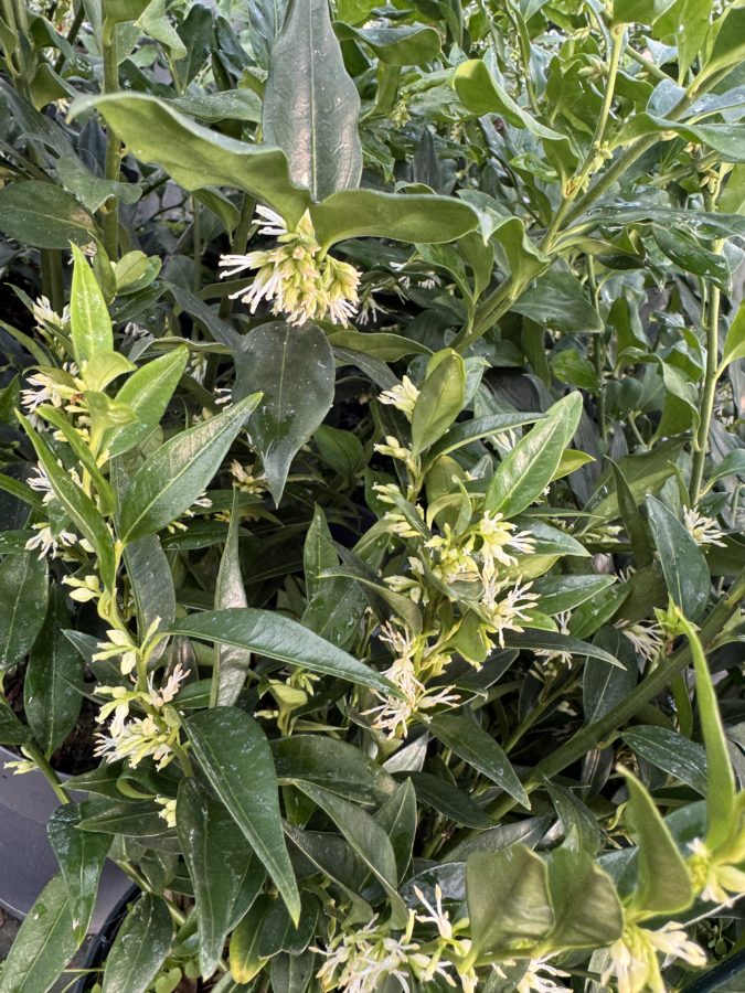 The Helleborus - December Plant of the Month | Love Plants