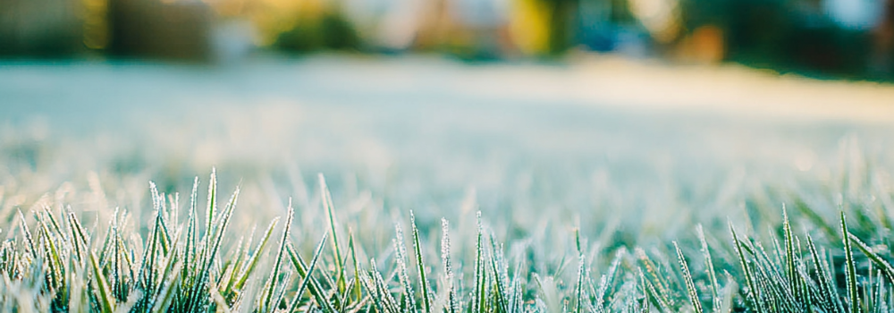 What to Do in the Garden in January (Shropshire Guide 2026)