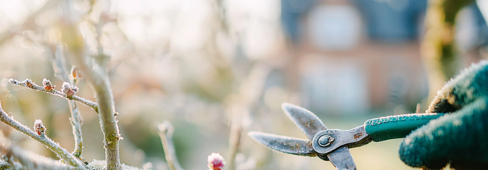 What to Do in the Garden in January (Shropshire Guide 2026)