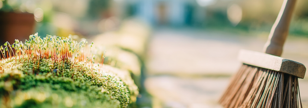 What to Do in the Garden in January (Shropshire Guide 2026)